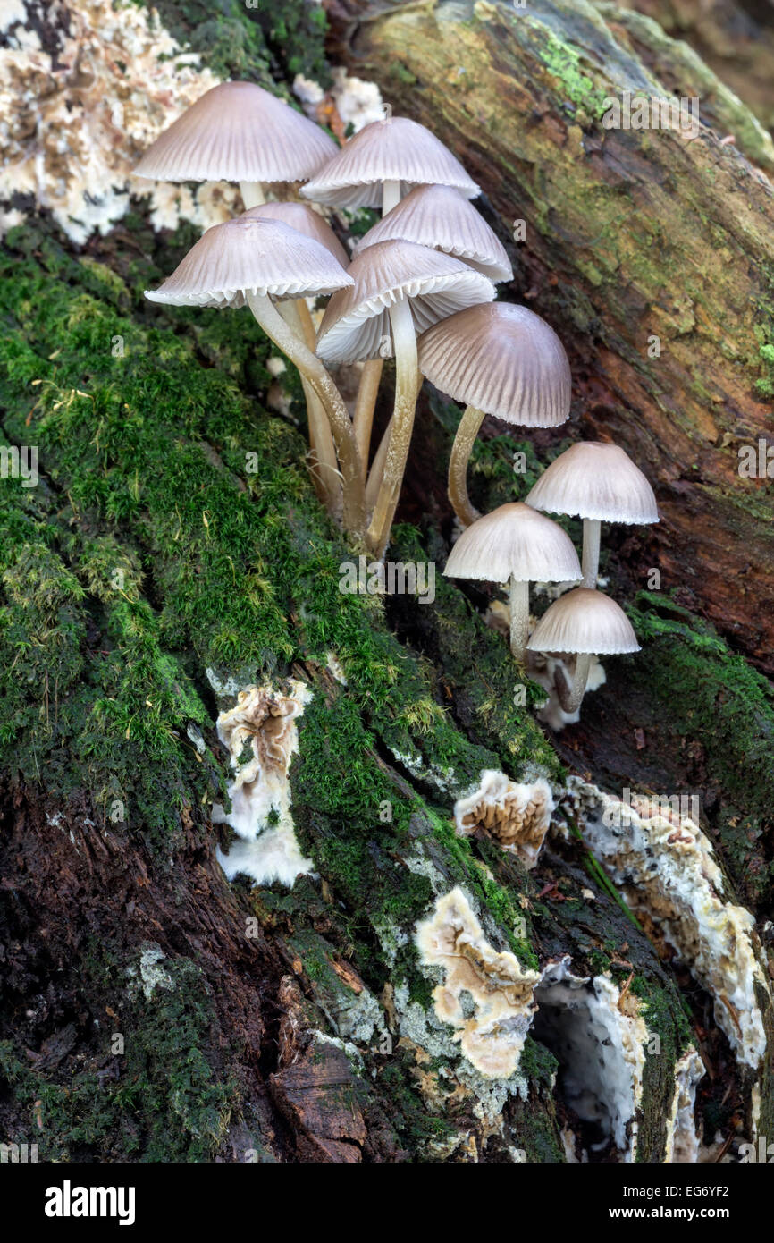 Mycena inclinata - Bonnet Mycena Stock Photo - Alamy