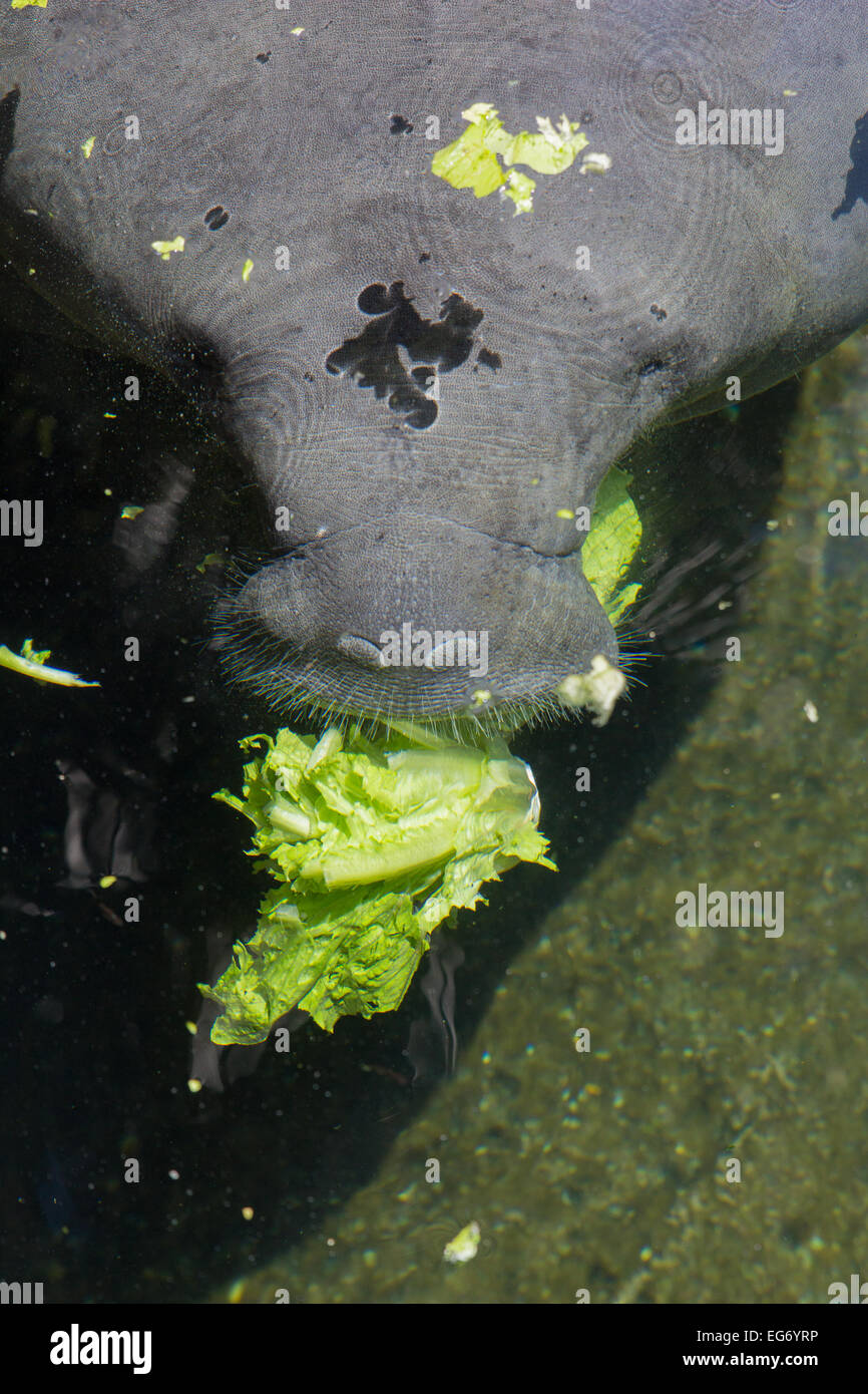 Manatee eating lettuce hi-res stock photography and images - Alamy