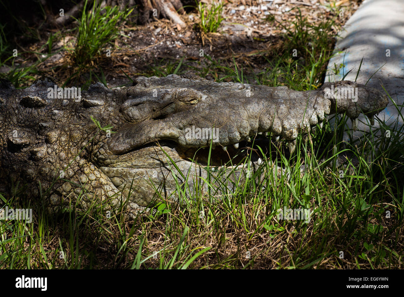Crocodile smile hi-res stock photography and images - Alamy