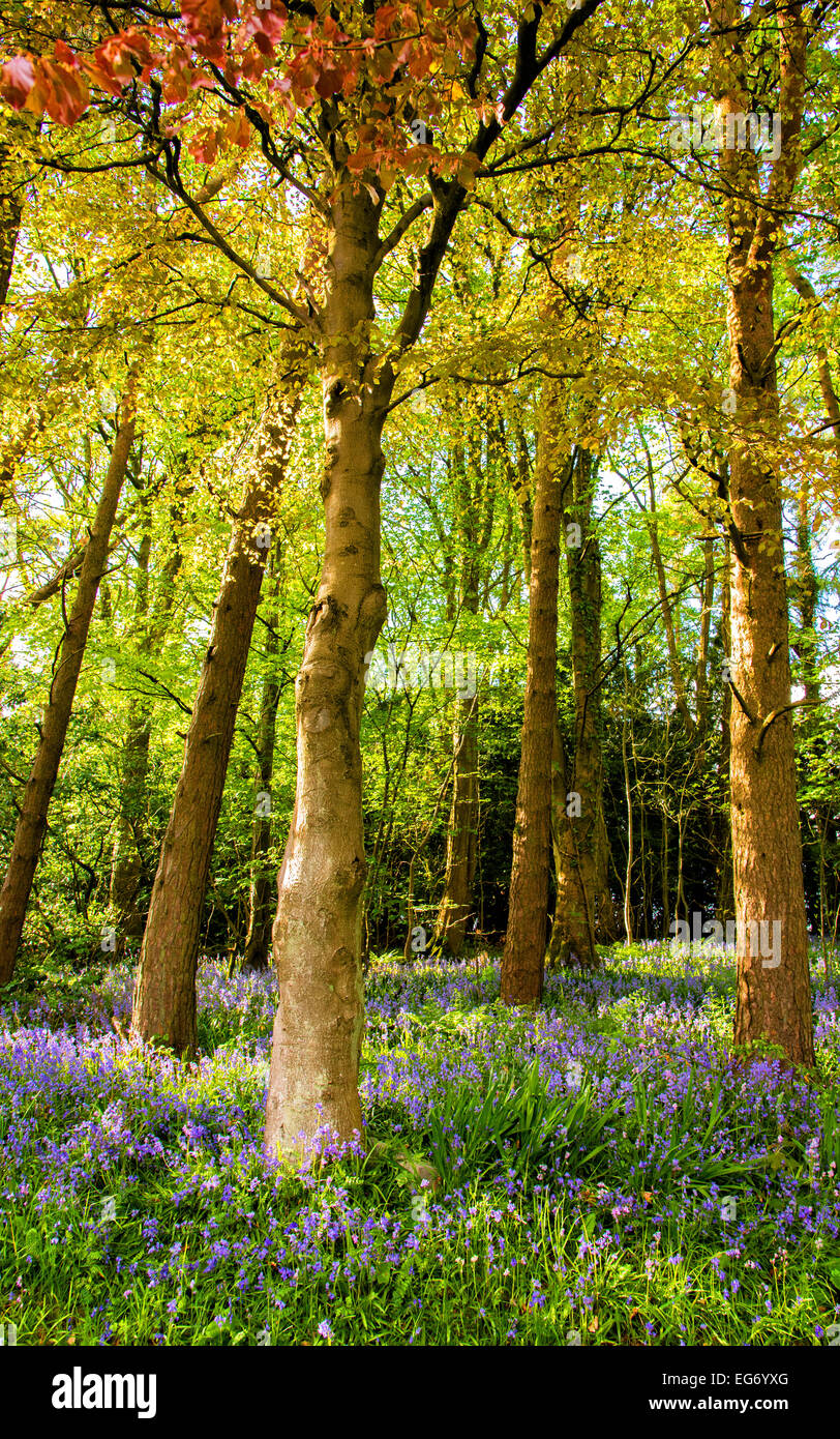 Glasgow spring uk scotland hi-res stock photography and images - Alamy
