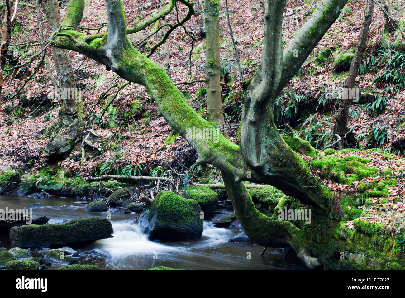 Moss covered tree hi-res stock photography and images - Alamy