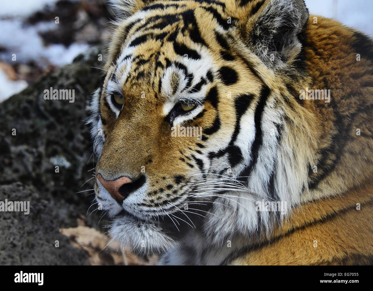 International Breeding Programme High Resolution Stock Photography and ...