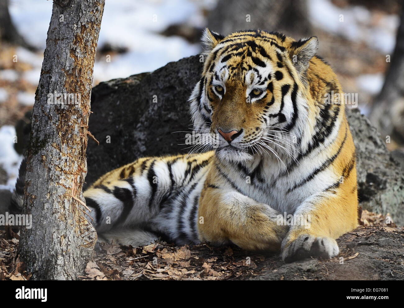 International Breeding Programme High Resolution Stock Photography and ...