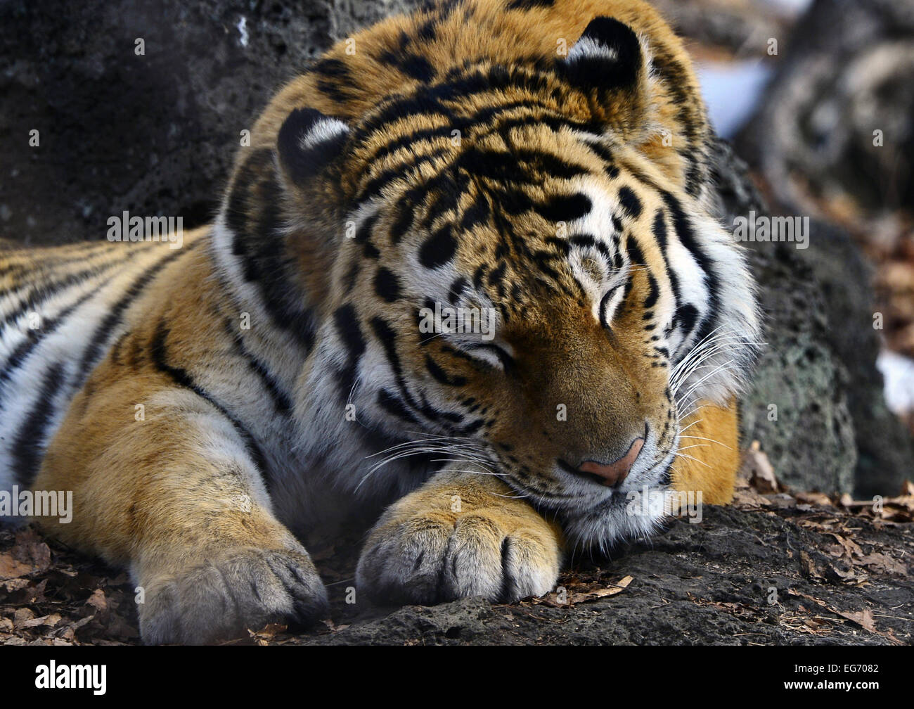 International Breeding Programme High Resolution Stock Photography and ...
