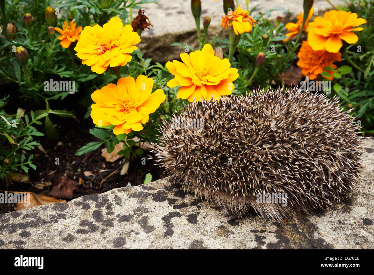 Hedgehog in the Garden Stock Photo - Alamy