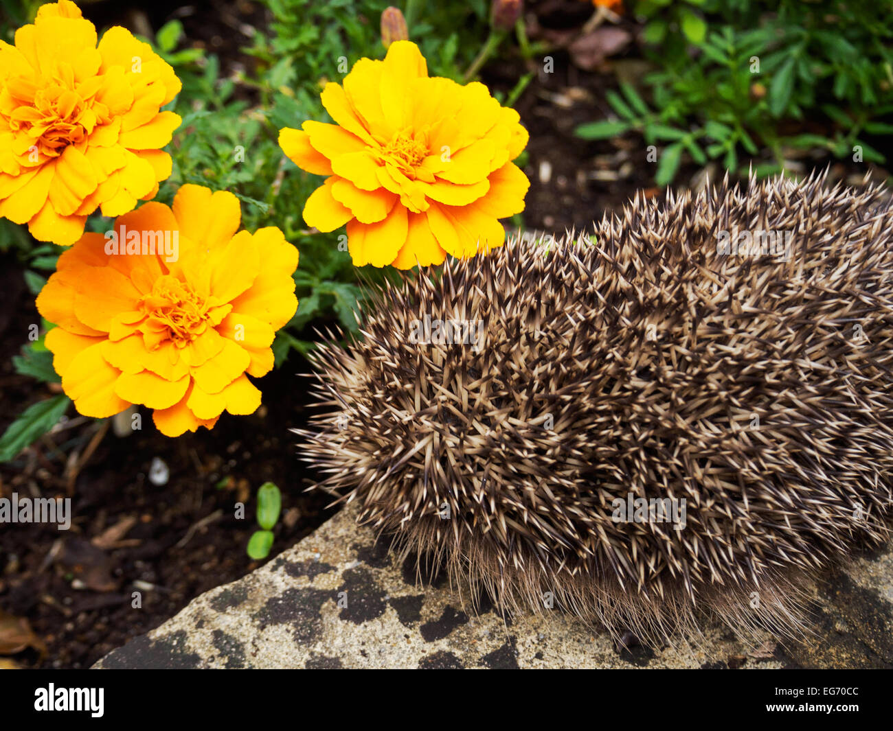 Hedgehog in the Garden Stock Photo - Alamy