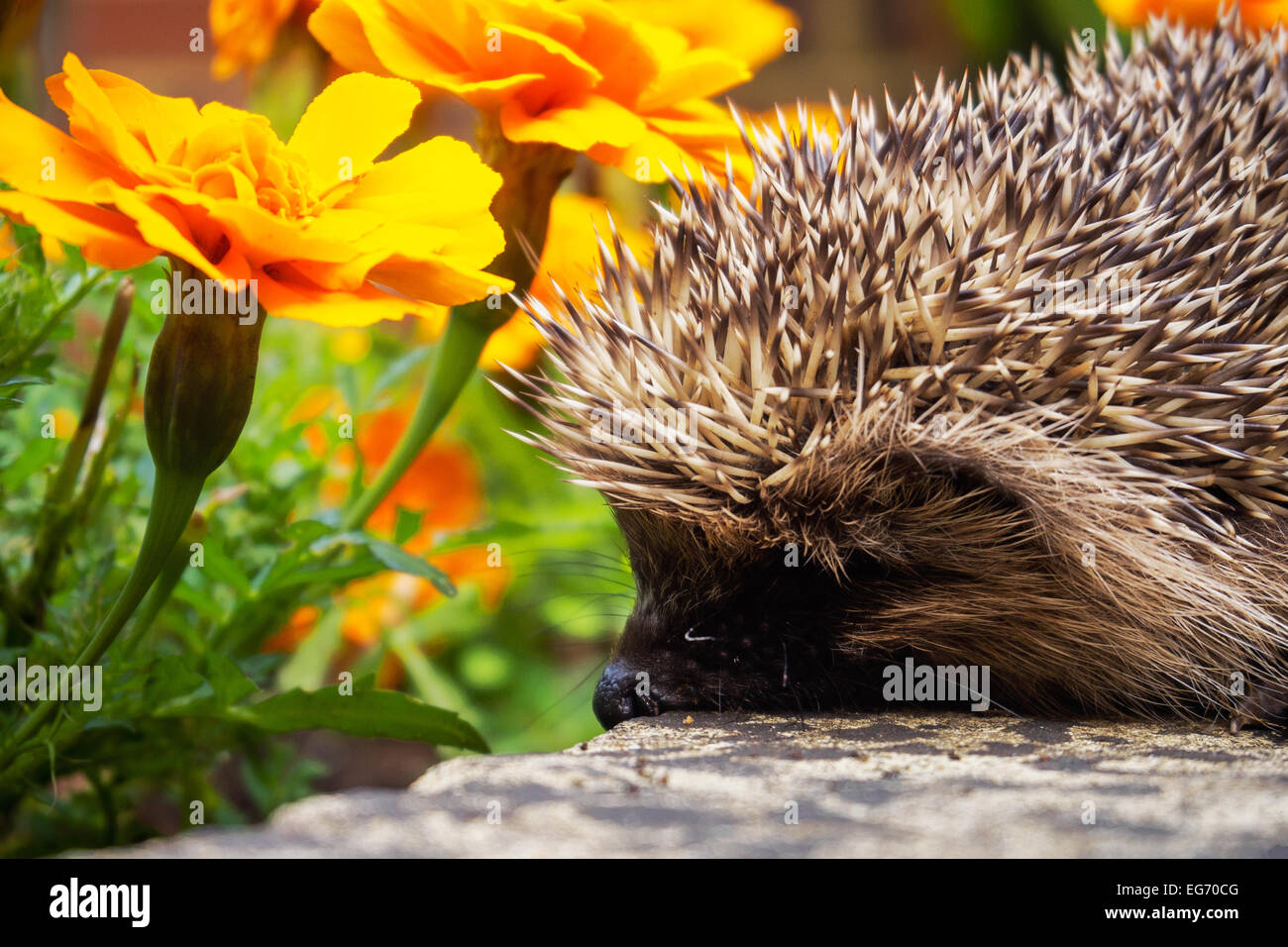 Hedgehog in the Garden Stock Photo - Alamy
