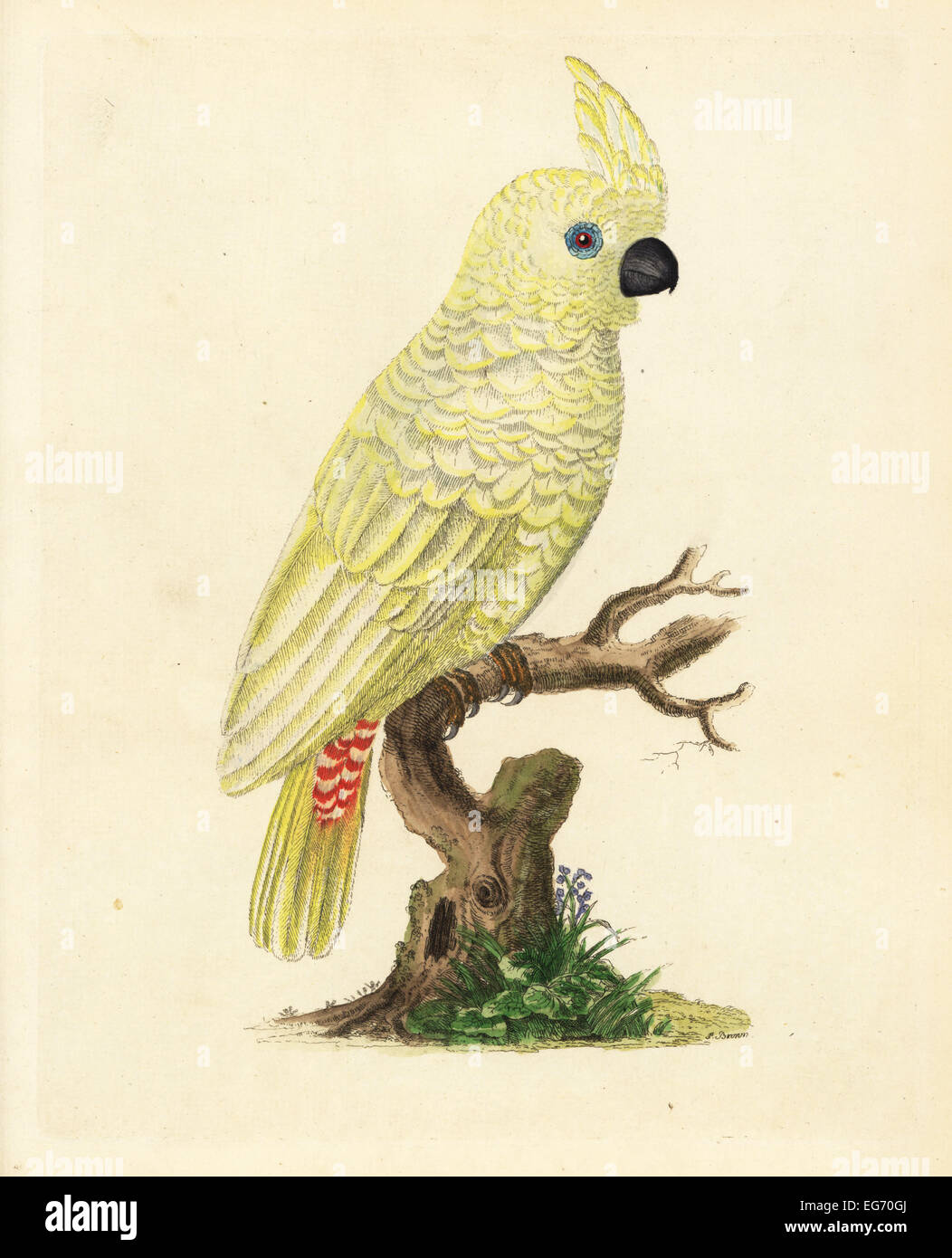 Red-vented cockatoo, Cacatua haematuropygia. Critically endangered ...