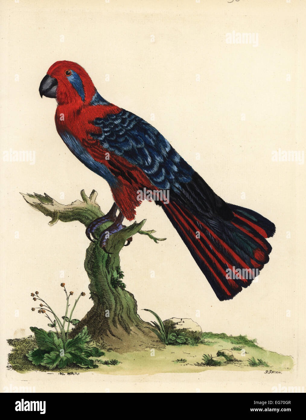 Eclectus parrot, Eclectus roratus, female Stock Photo - Alamy