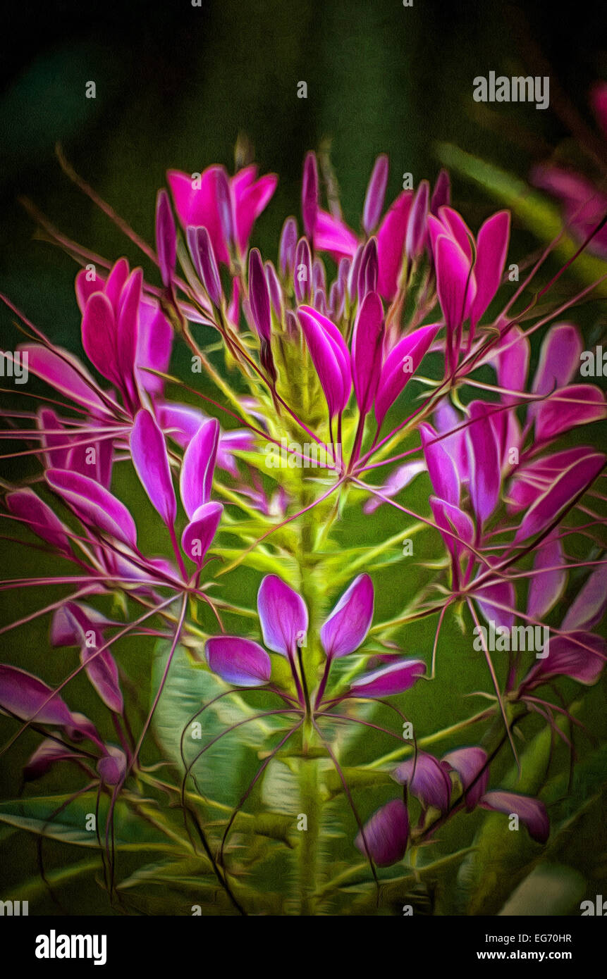 Spiderflower family hi-res stock photography and images - Alamy