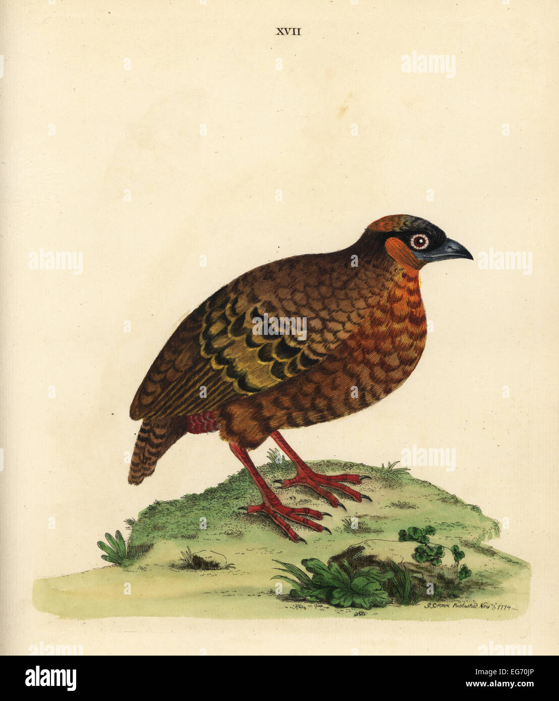 Chestnut-bellied partridge, Arborophila javanica Stock Photo - Alamy