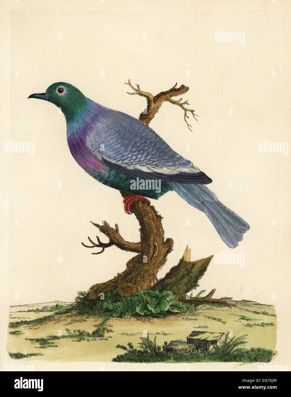 Pink-necked green pigeon, Treron vernans vernans Stock Photo - Alamy