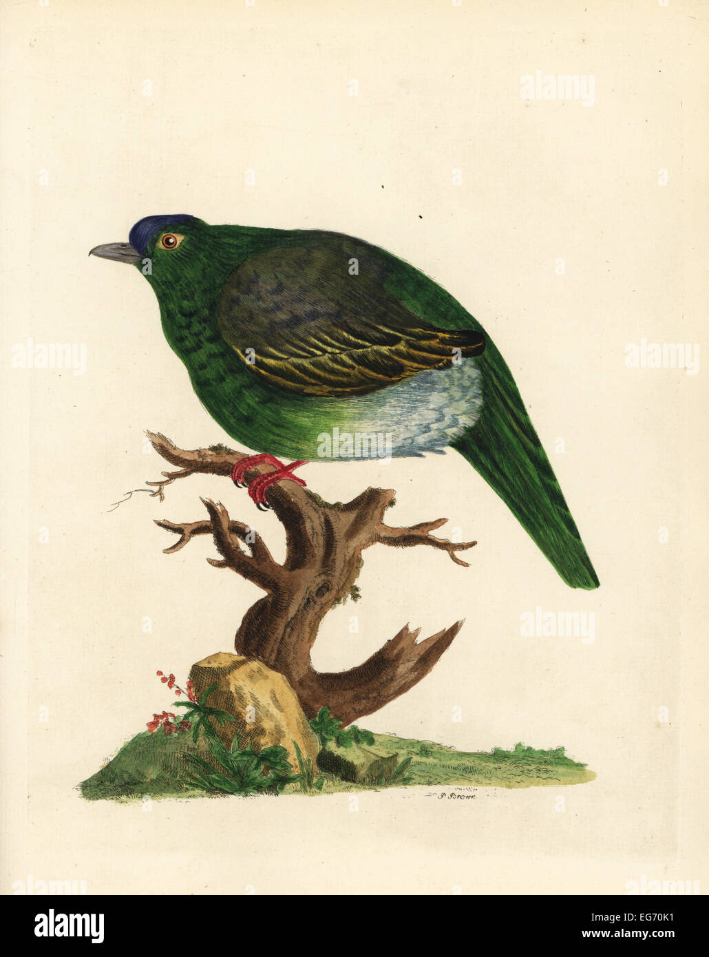 Sri Lanka green pigeon, Treron pompadora Stock Photo - Alamy