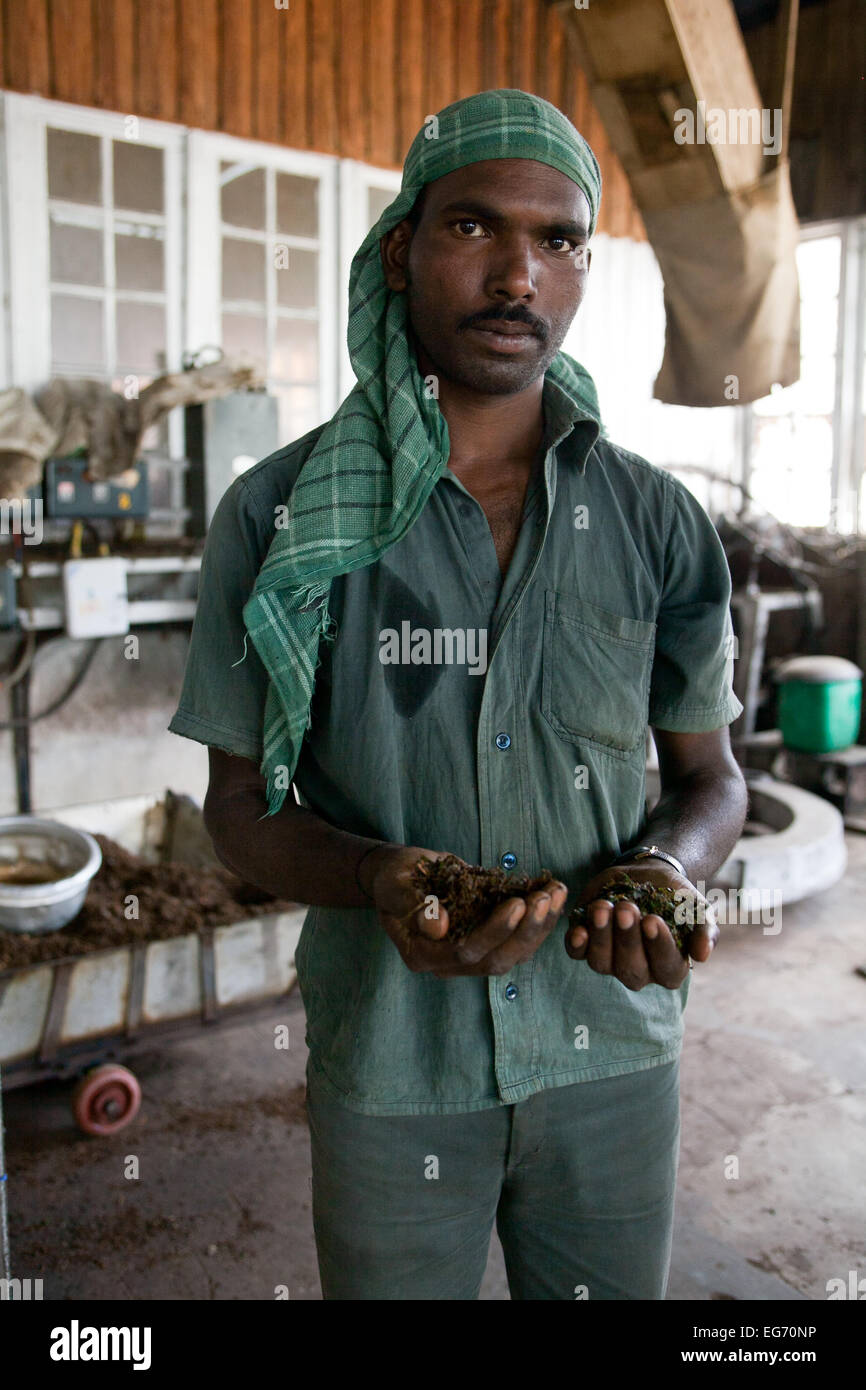 Tea factory worker shows tea leaves in the making, Munnar, India Stock ...