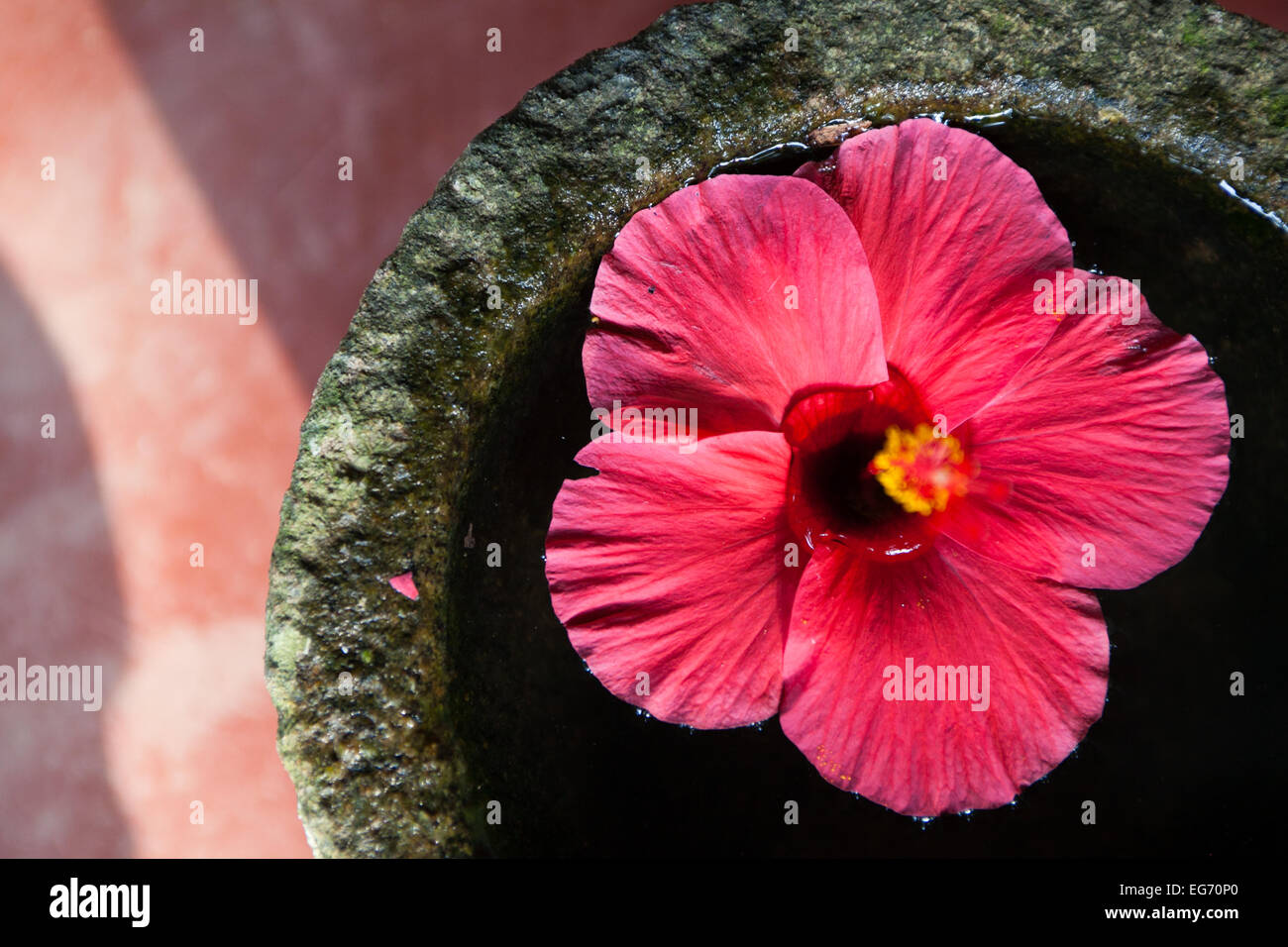 Pink decorative flowers float on water, spiritual India Stock Photo - Alamy