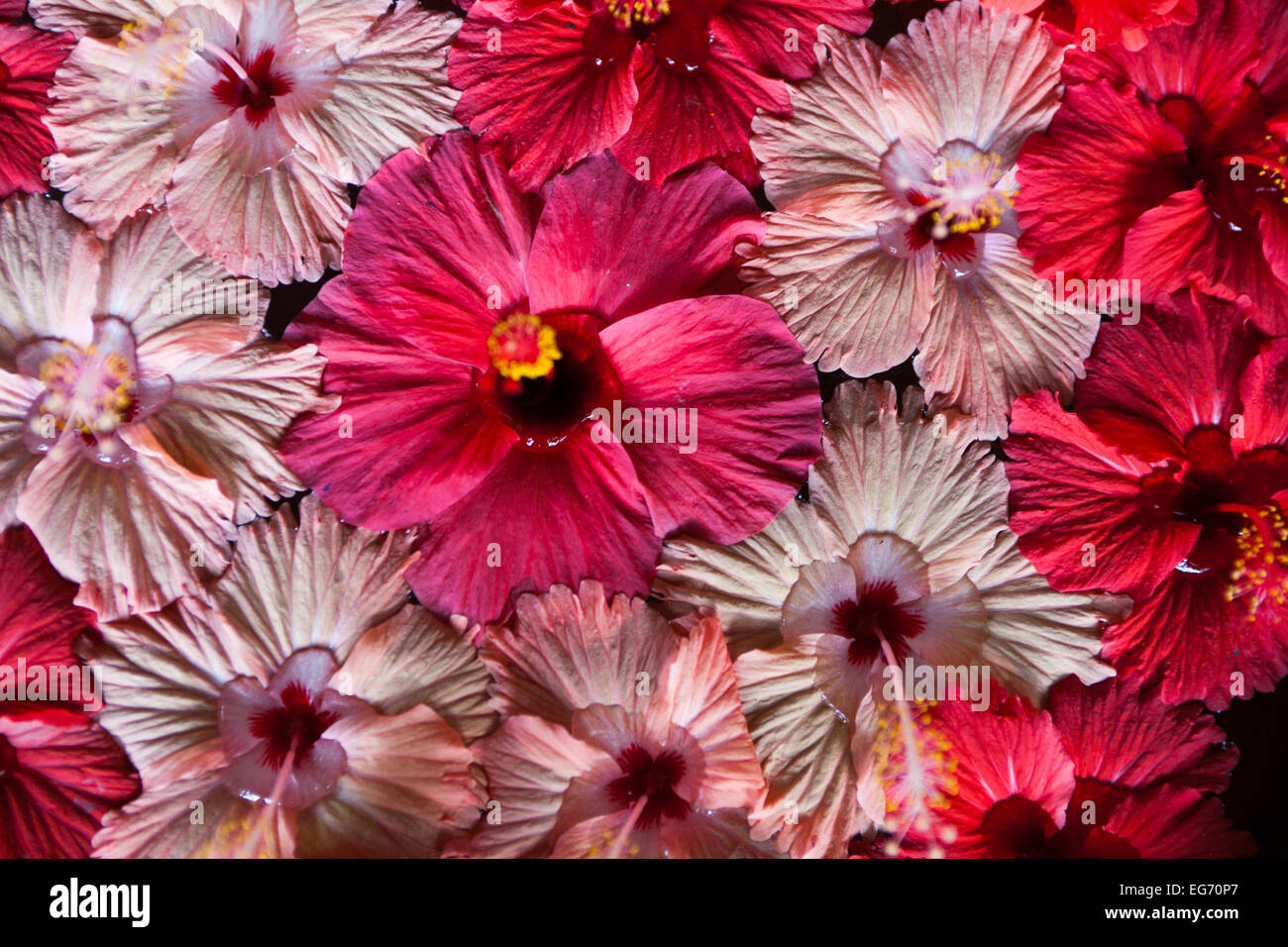 Pink decorative flowers float on water, spiritual India Stock Photo - Alamy