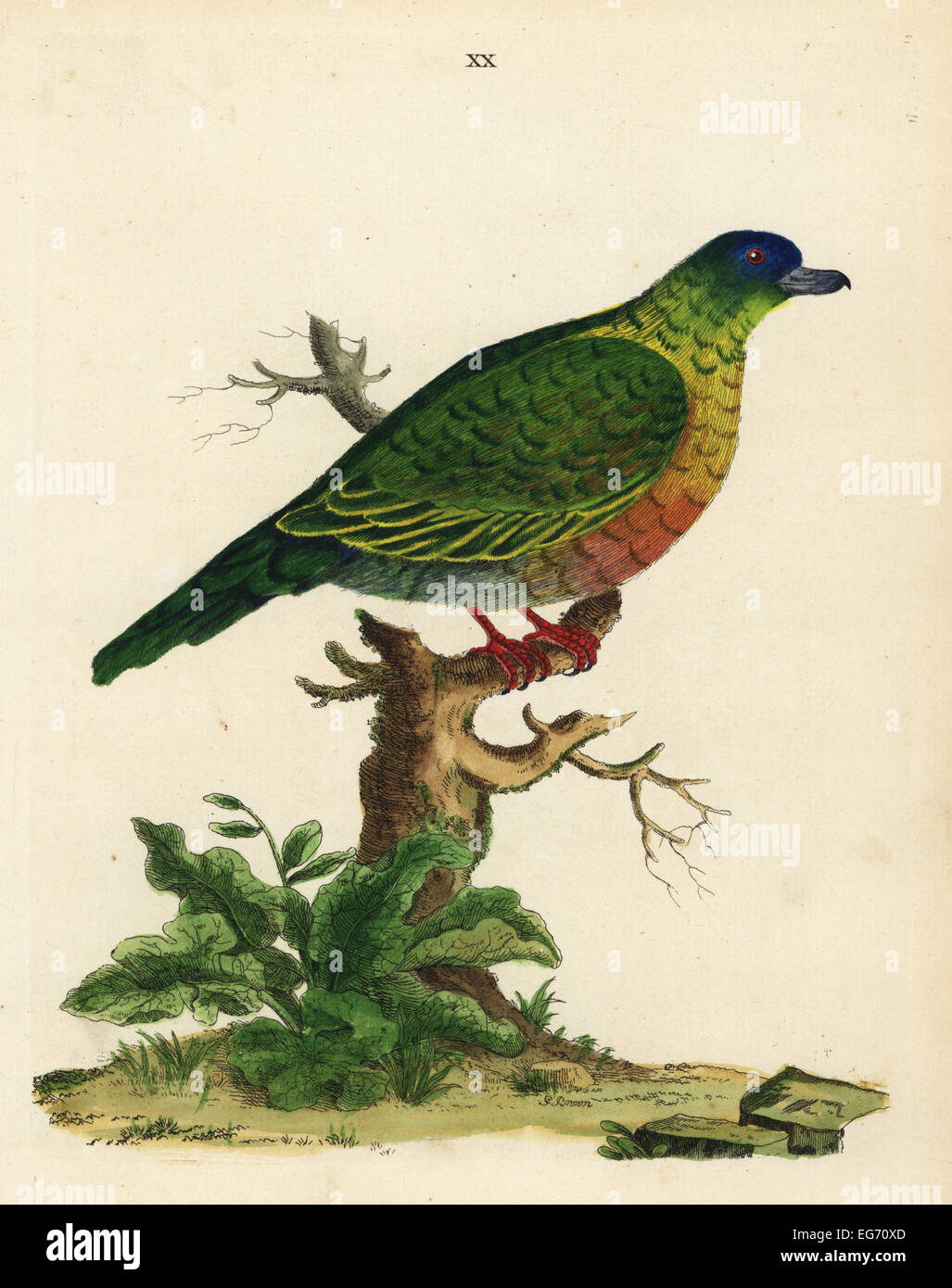 Sri Lanka green pigeon, Treron pompadora Stock Photo - Alamy