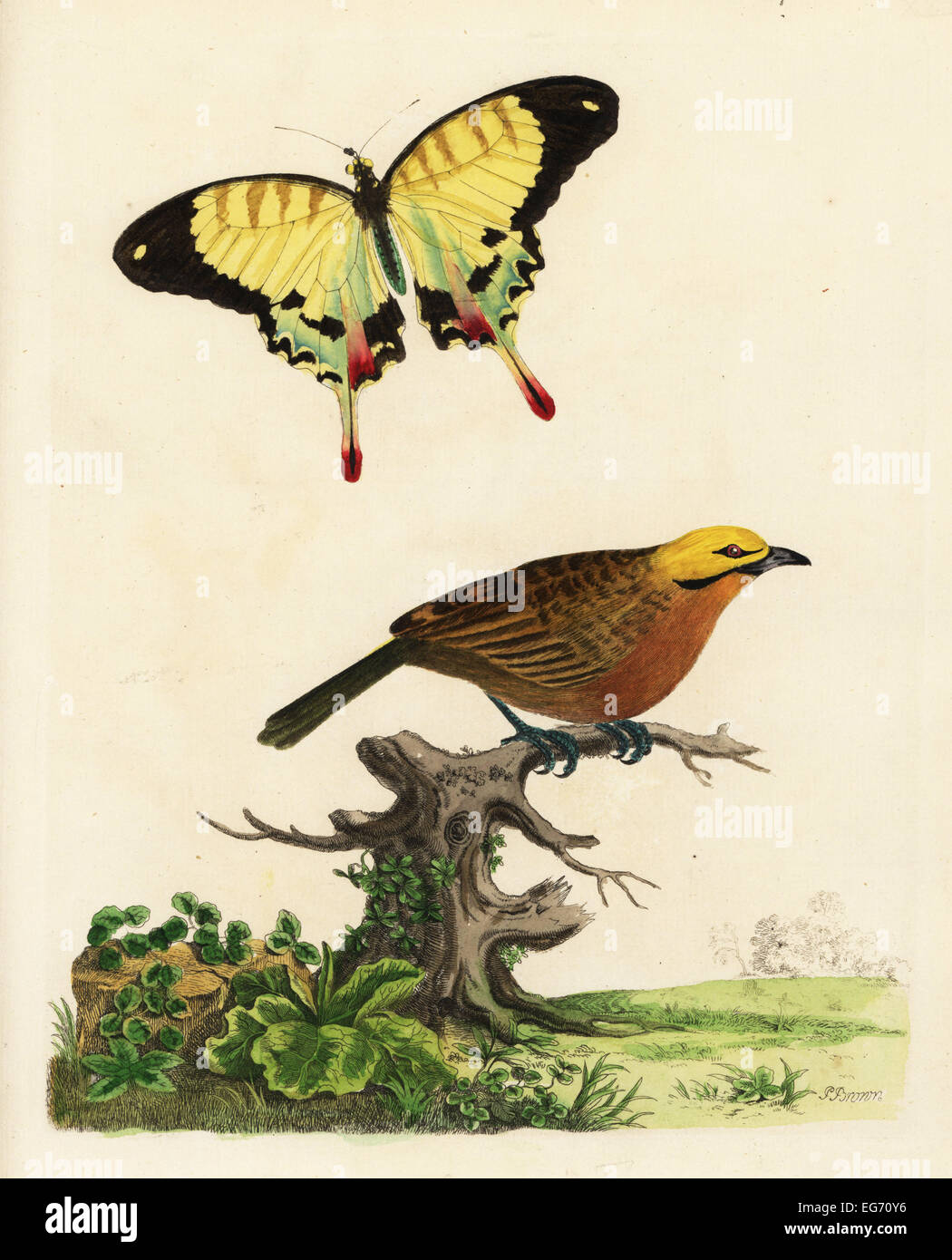 Straw-headed bulbul, Pycnonotus zeylanicus, and Dardanus swallowtail ...