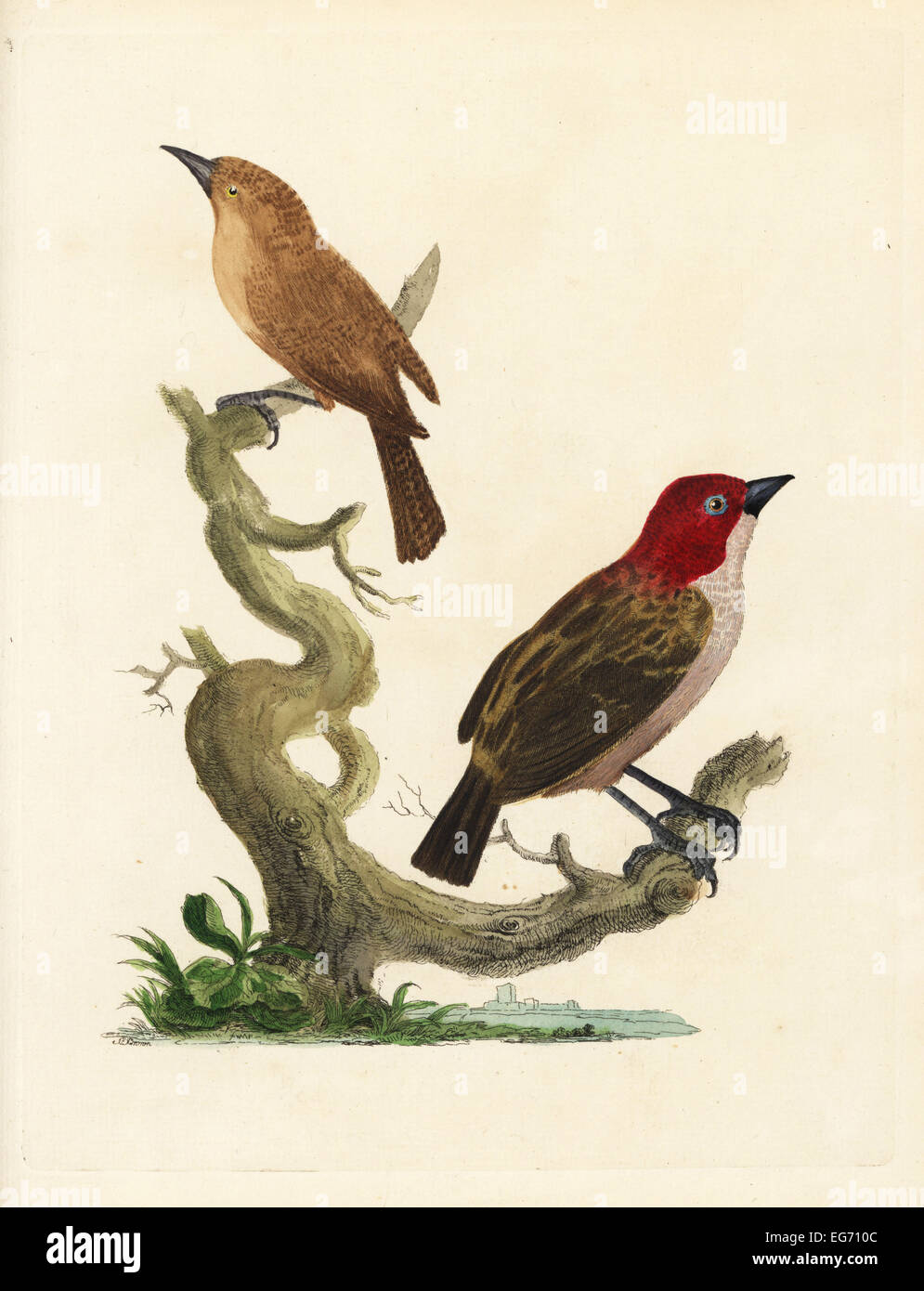 Red-headed finch, Amadina erythrocephala, from Mauritius, and unknown ...