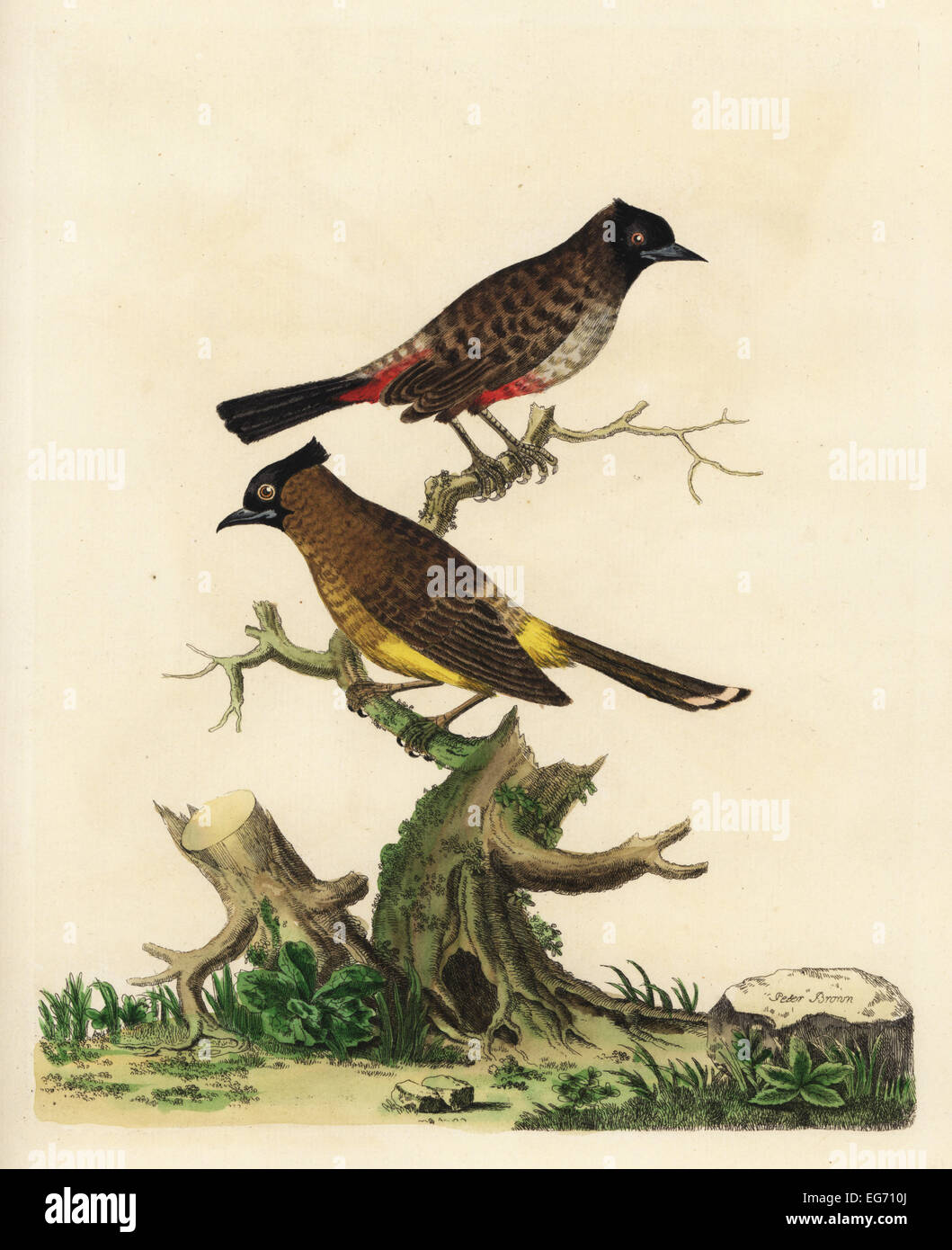 Red-vented bulbul, Pycnonotus cafer, and sooty-headed bulbul ...