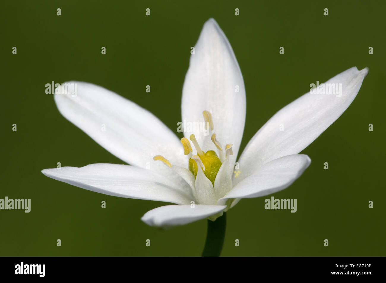 Star of bethlehem flower hi-res stock photography and images - Alamy