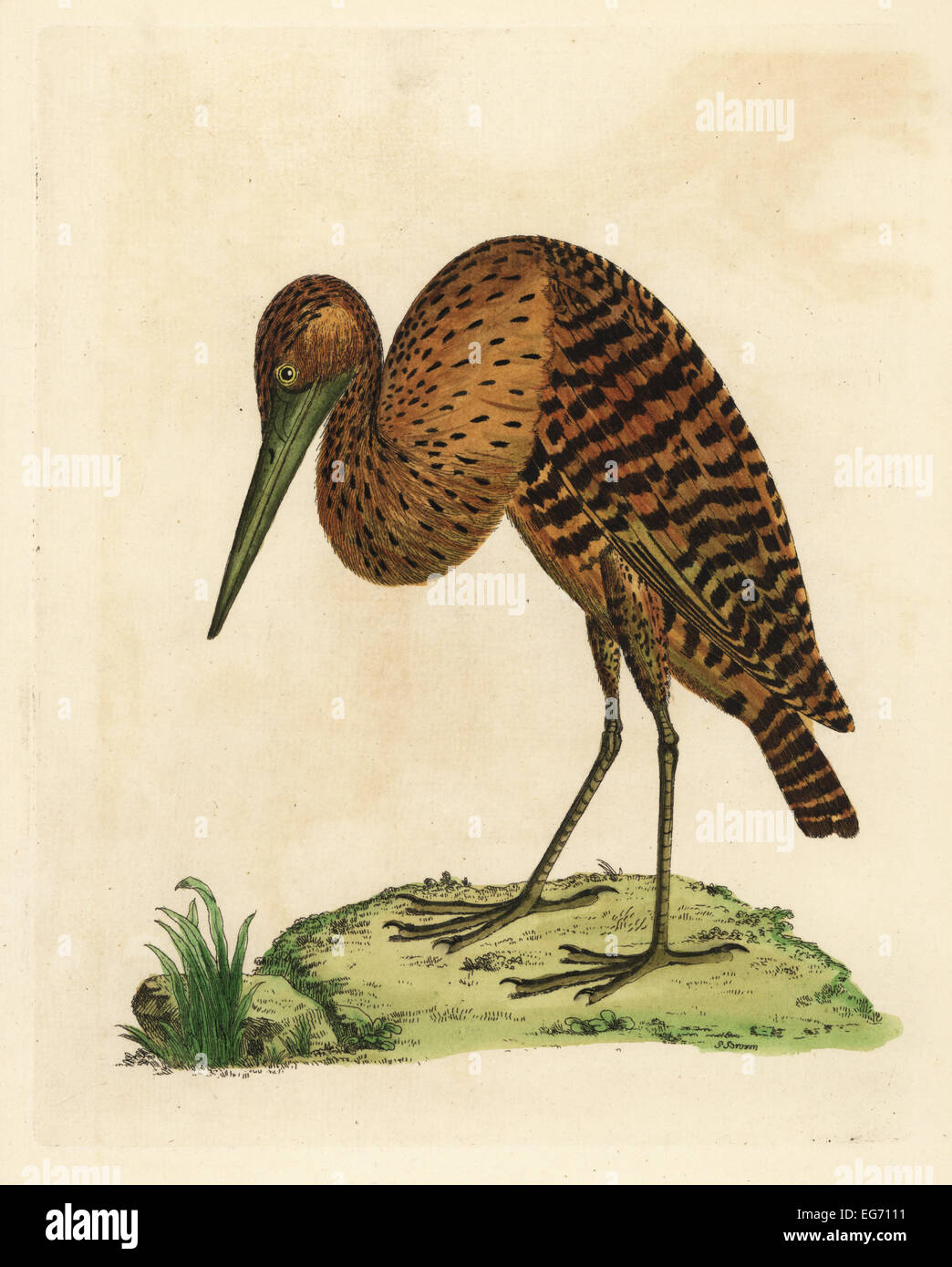 South American or pinnated bittern, Botaurus pinnatus Stock Photo - Alamy