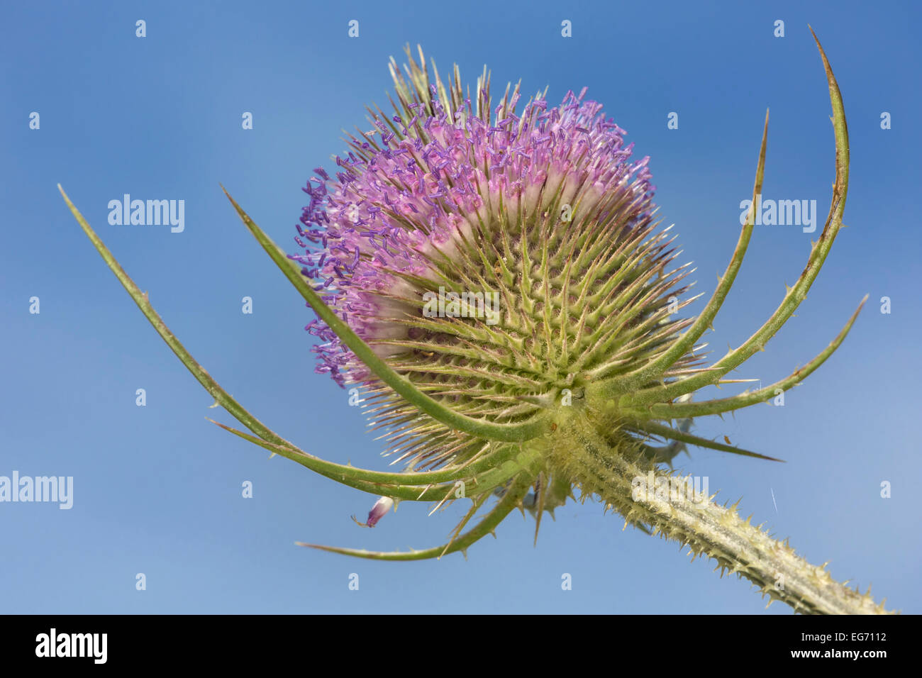 Teasel species hi-res stock photography and images - Alamy