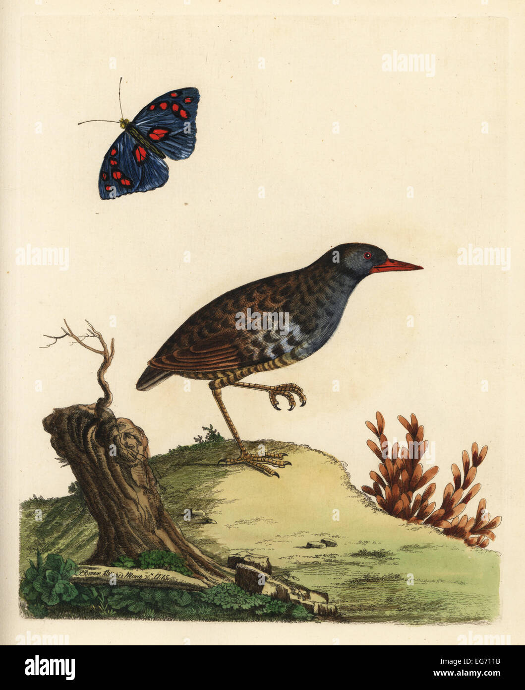 Rallus indicus hi-res stock photography and images - Alamy