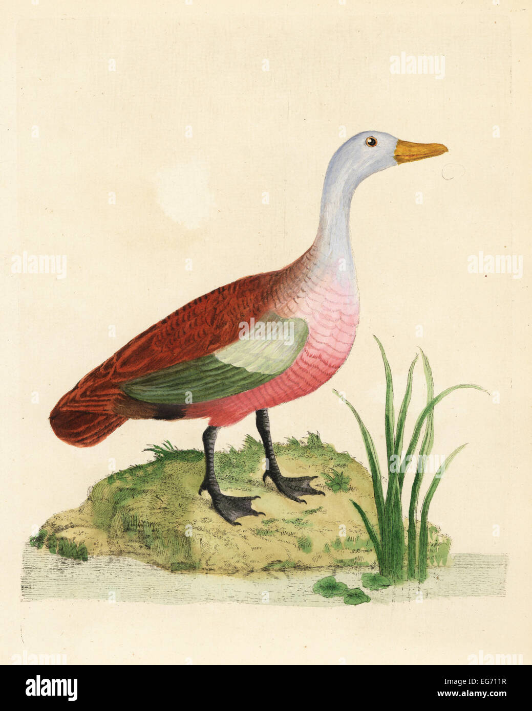 Peter duck hi-res stock photography and images - Alamy