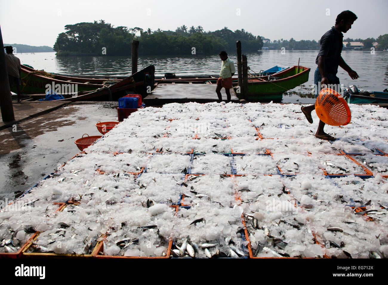 Vypen Island Fish Market, Cochin, Kerala, India Stock Photo - Alamy
