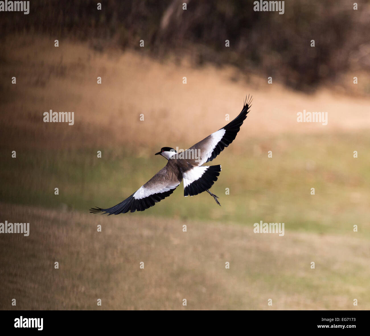 Spur-winged Lapwing or Spur-winged Plover (Vanellus spinosus), Cairo ...