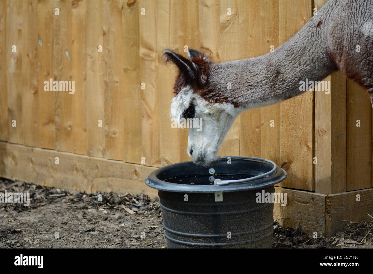 Alpacca drinking water from bucket Stock Photo - Alamy