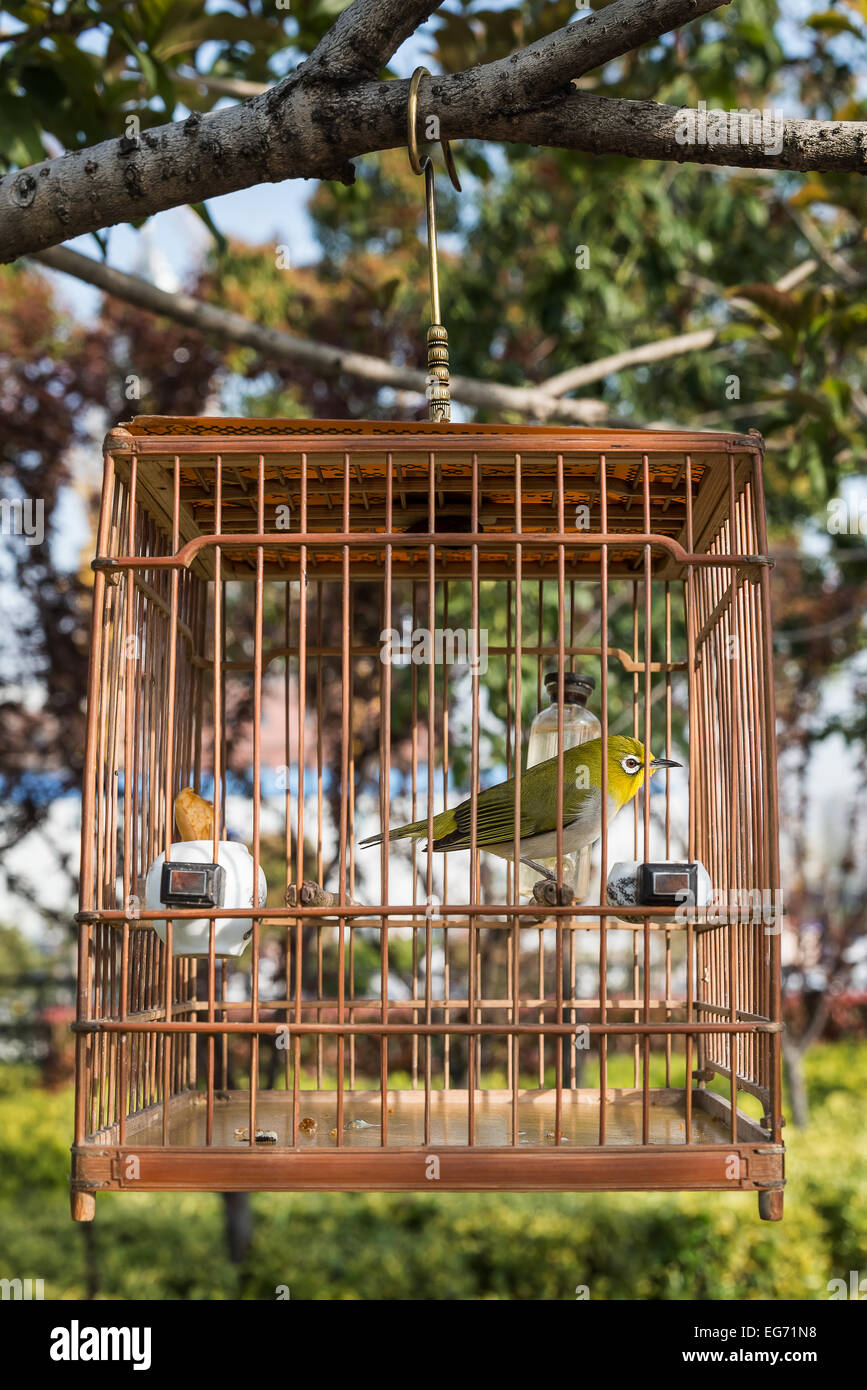 Tree with birds and birdcage hi-res stock photography and images - Alamy