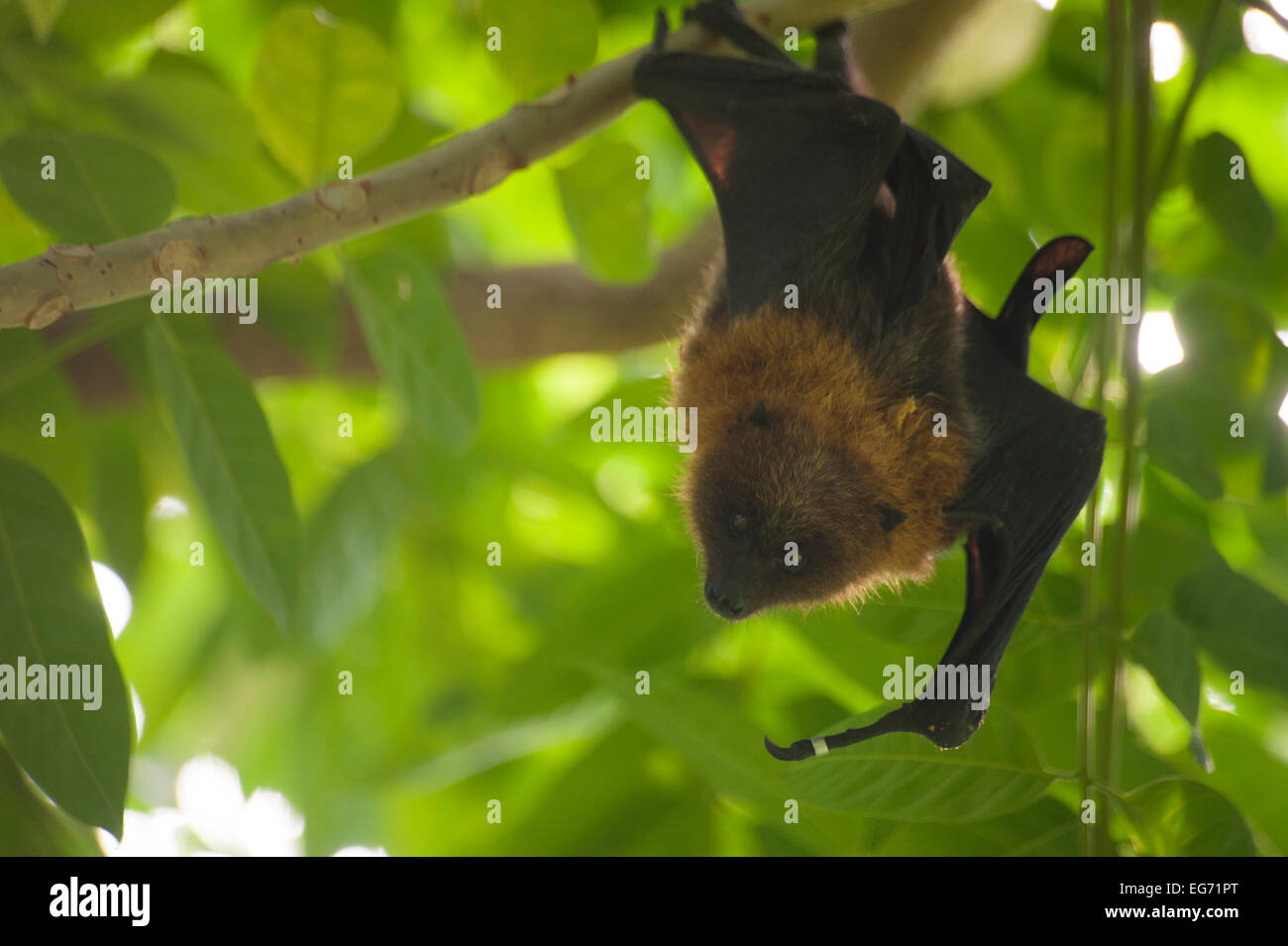 Bat hanging in a green tree Stock Photo - Alamy