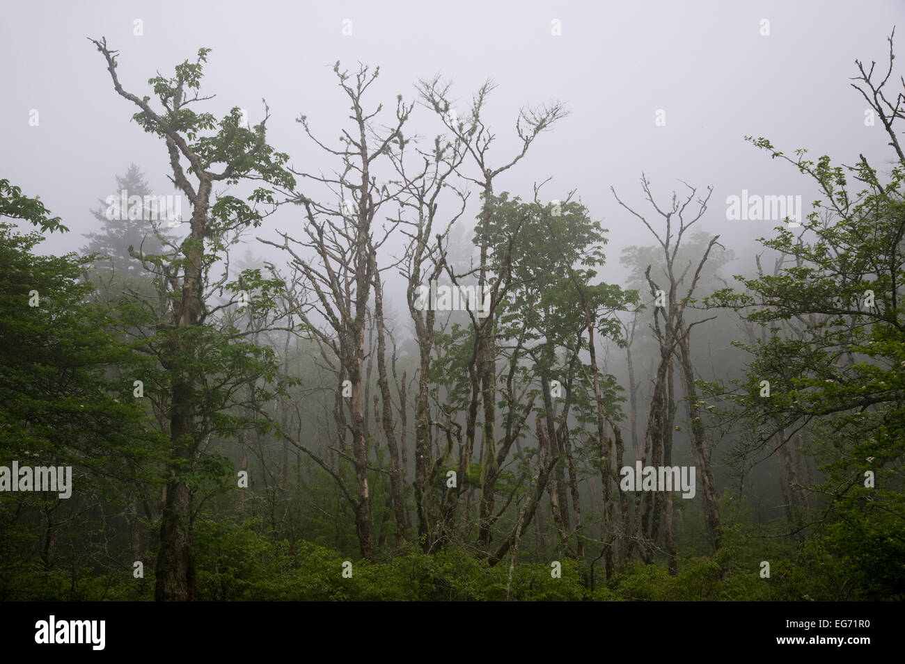 Forest of dead trees hi-res stock photography and images - Alamy