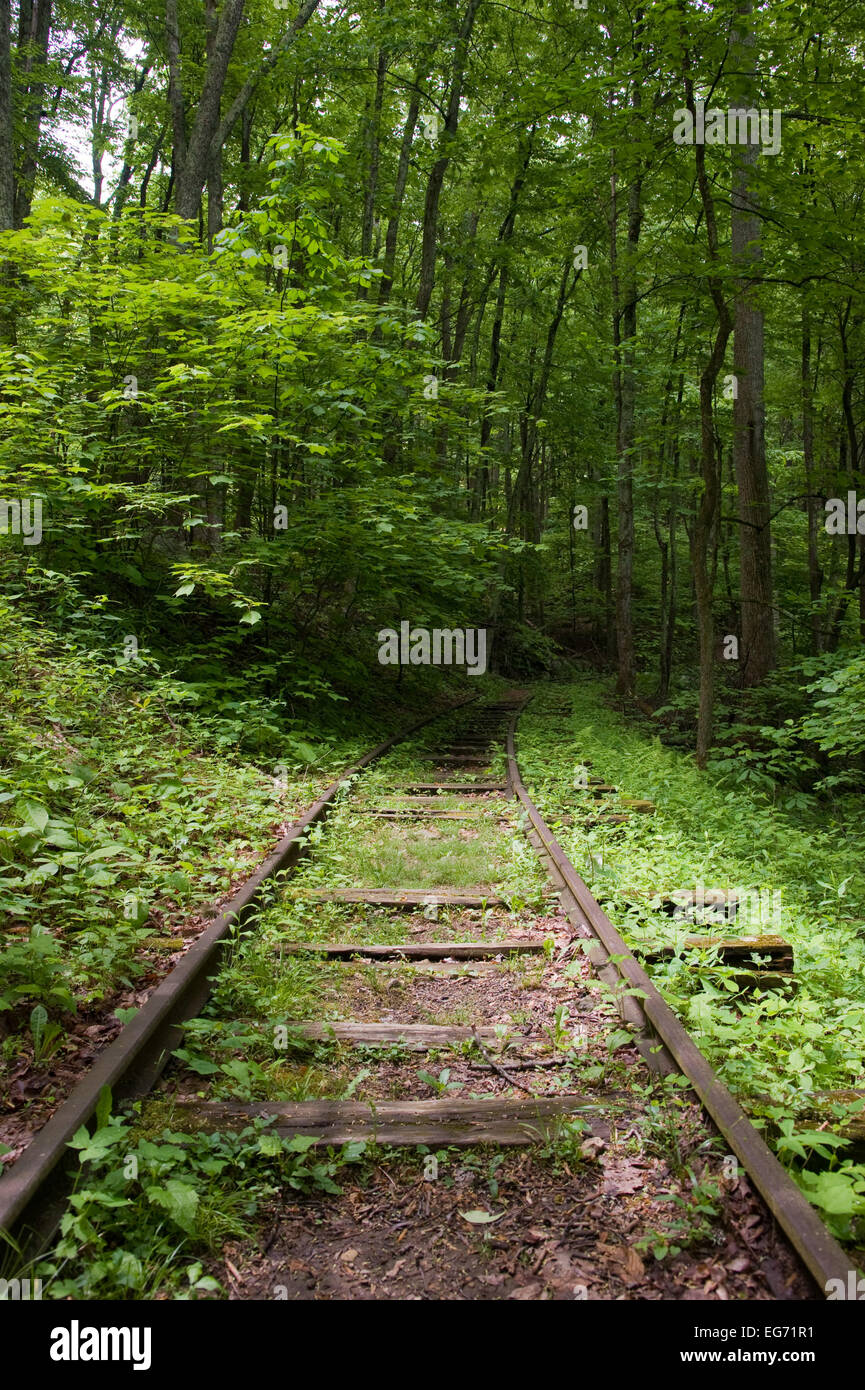 Old overgrown railroad leading into a green forest Stock Photo - Alamy