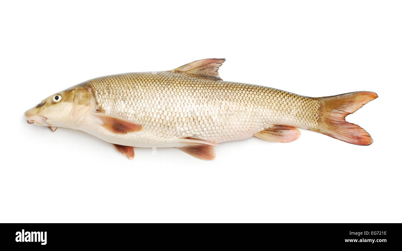 Freshwater Chub Fish