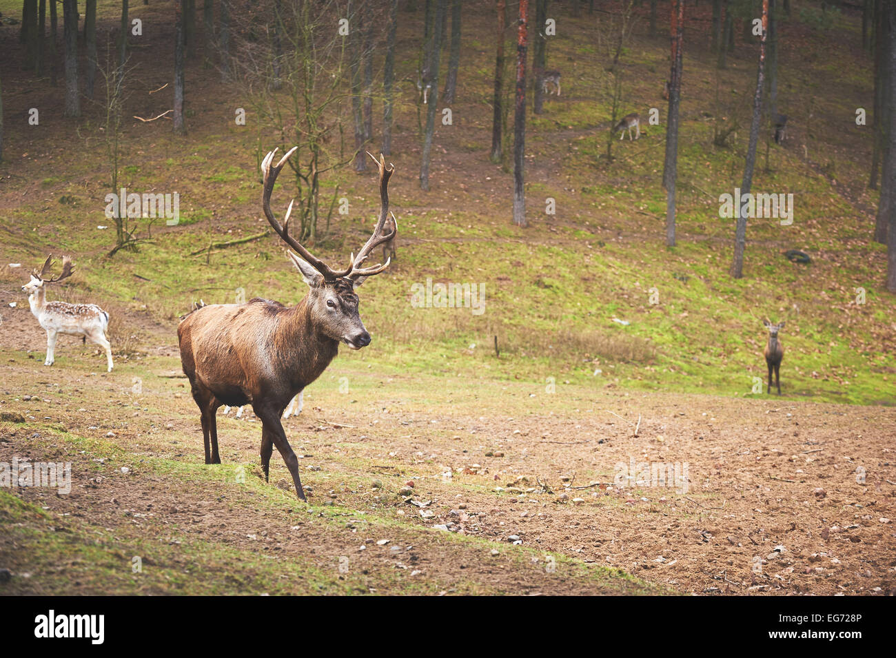 Stag red deer with fawn hi-res stock photography and images - Alamy