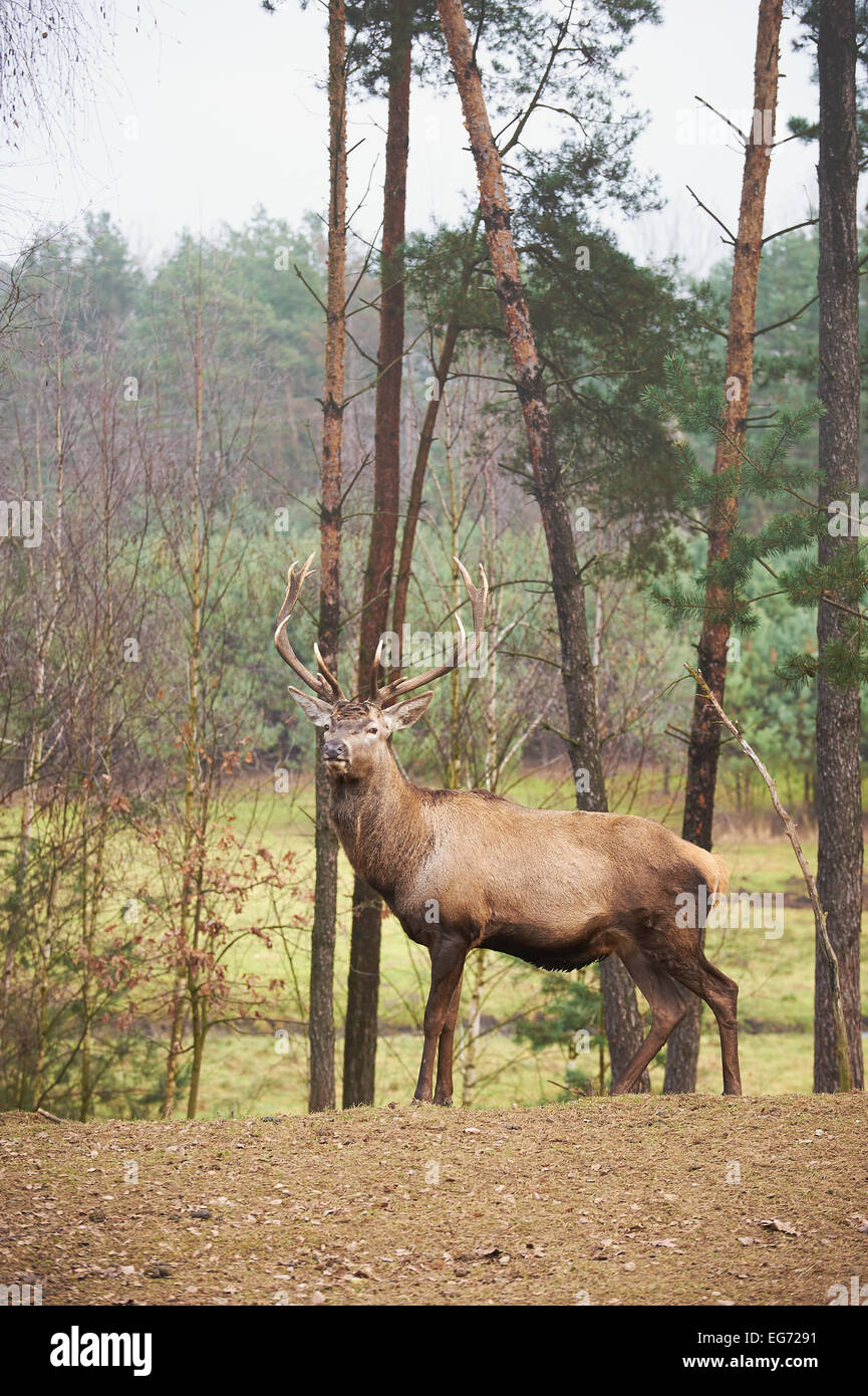 Powerful adult red deer stag in natural environment autumn fall forest ...