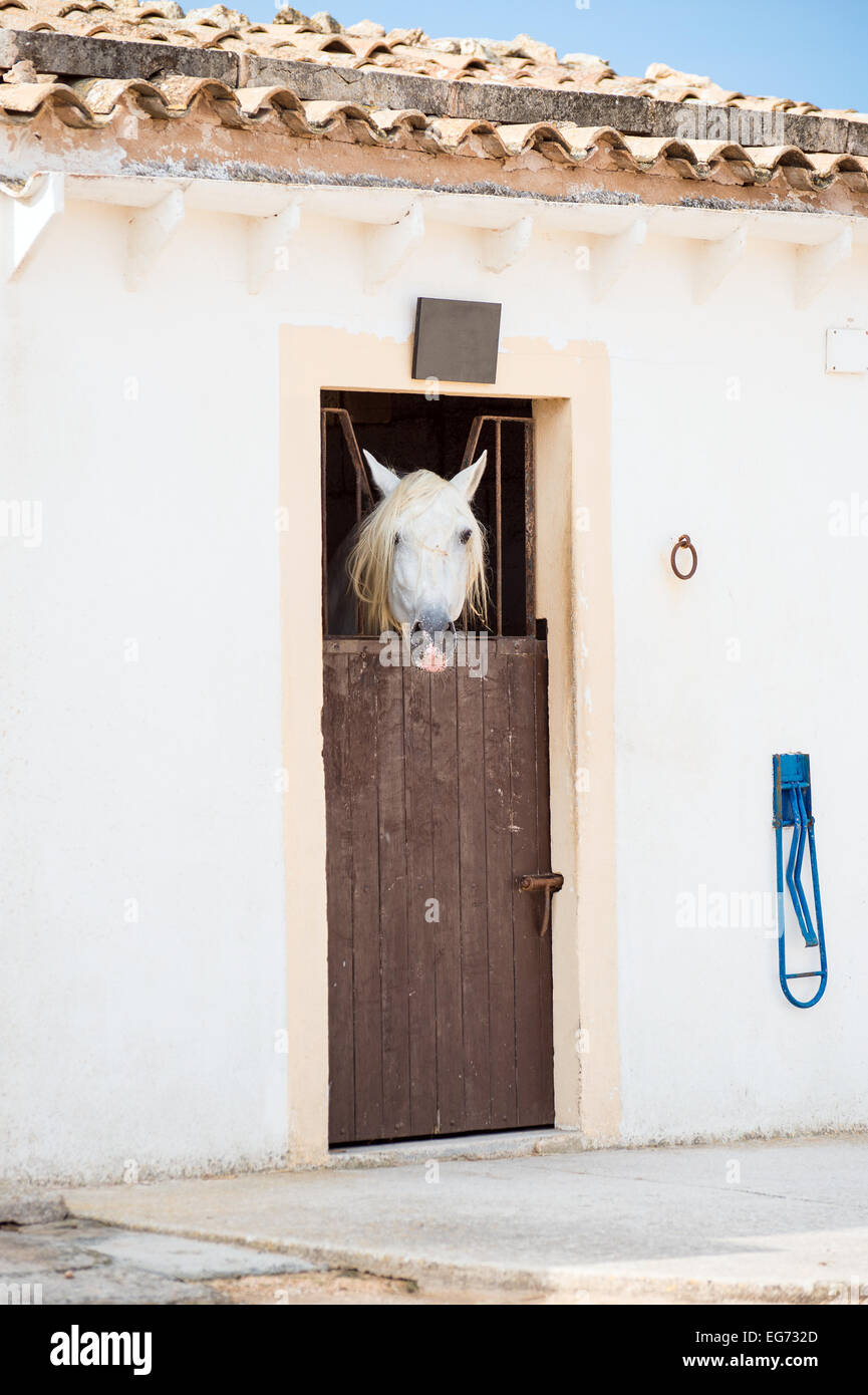 View of modern stable with horse Stock Photo - Alamy