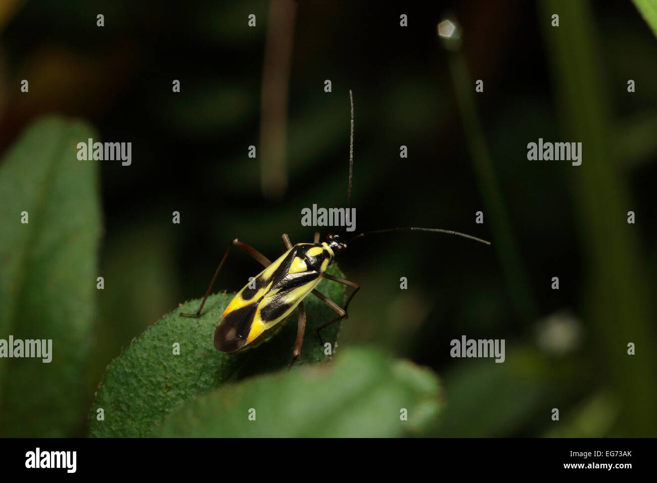 Calocoris stysi Bug Stock Photo - Alamy