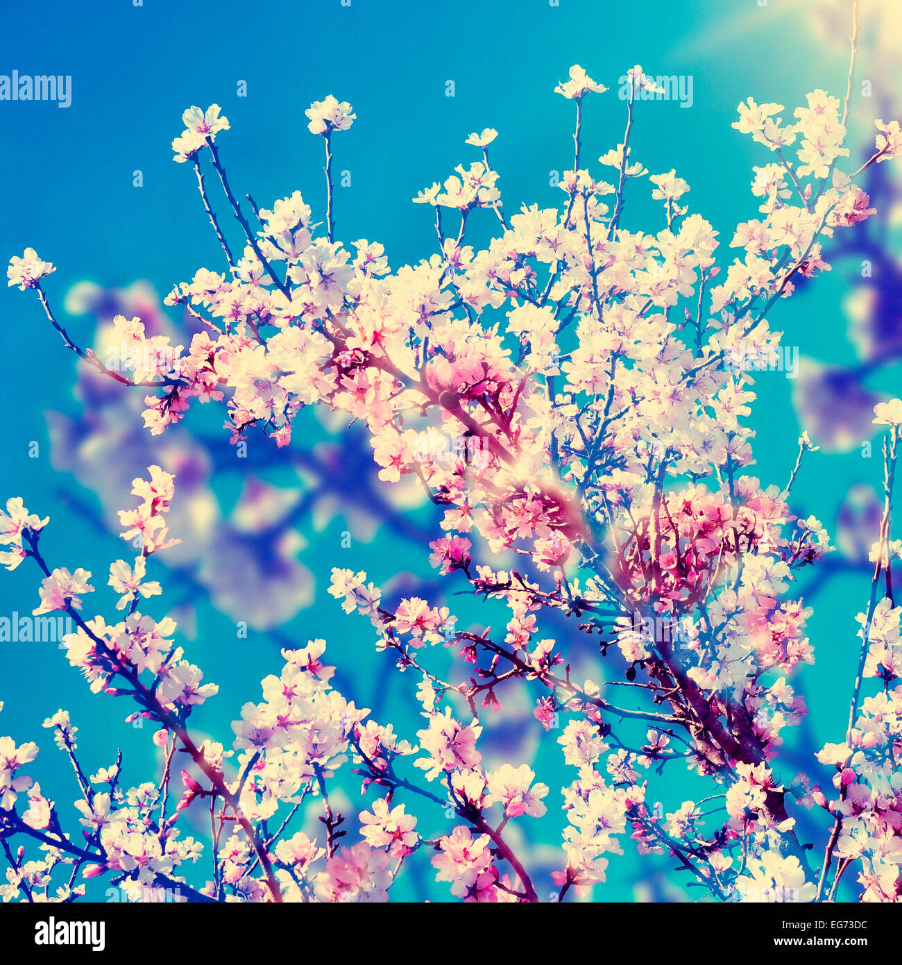 double exposure of almond trees in full bloom Stock Photo - Alamy