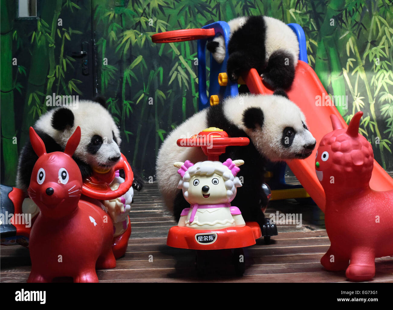 18 month panda hi-res stock photography and images - Alamy