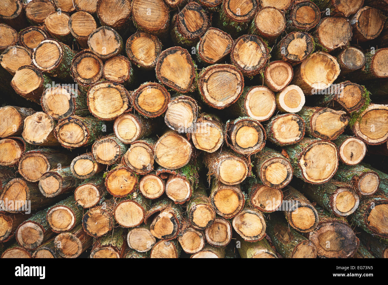 Tree trunks as natural forest background Stock Photo - Alamy