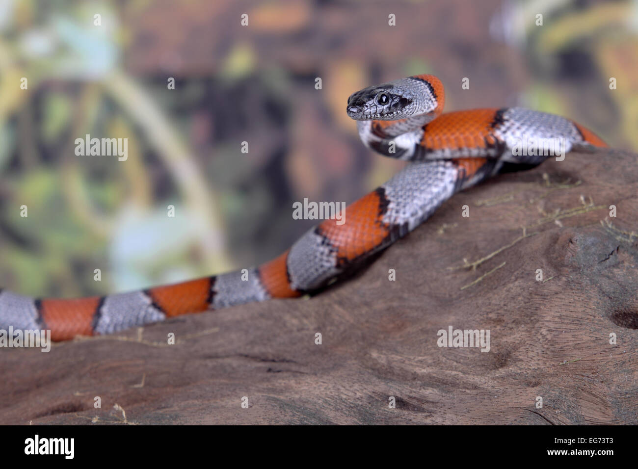 False coral snake hi-res stock photography and images - Alamy