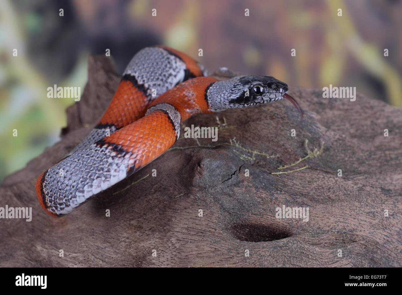 picture of a false coral snake Stock Photo - Alamy