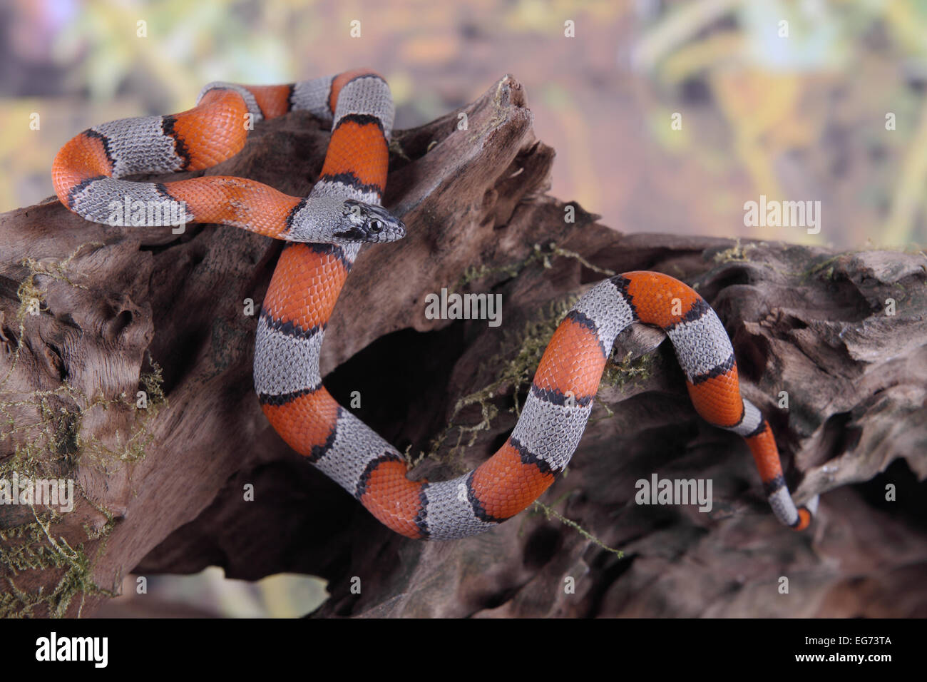 False coral snake hi-res stock photography and images - Alamy