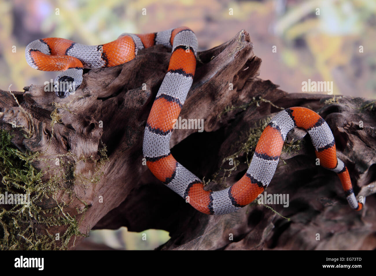 False coral snake hi-res stock photography and images - Alamy