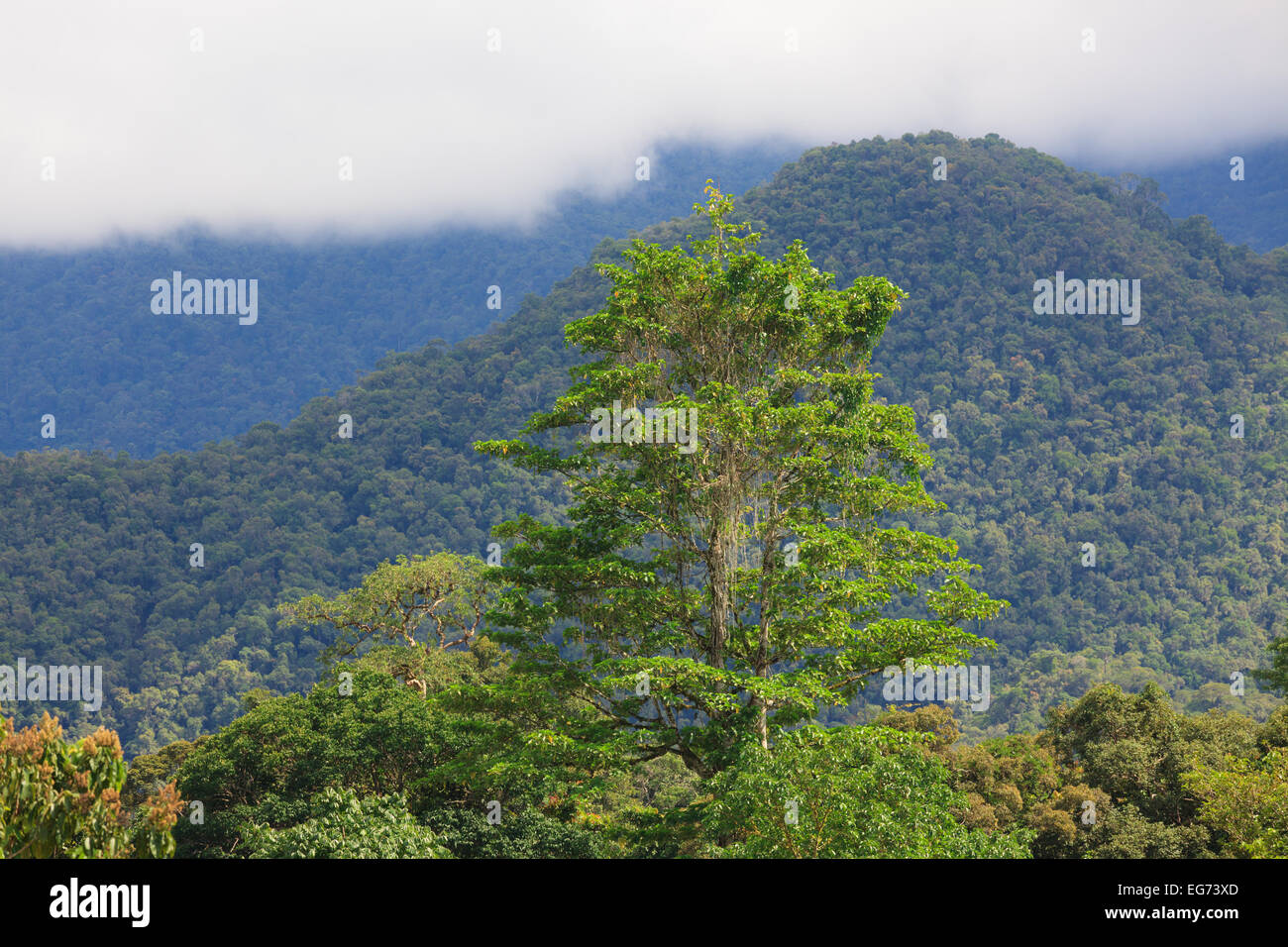 Exotic rainforest landscape Stock Photo - Alamy