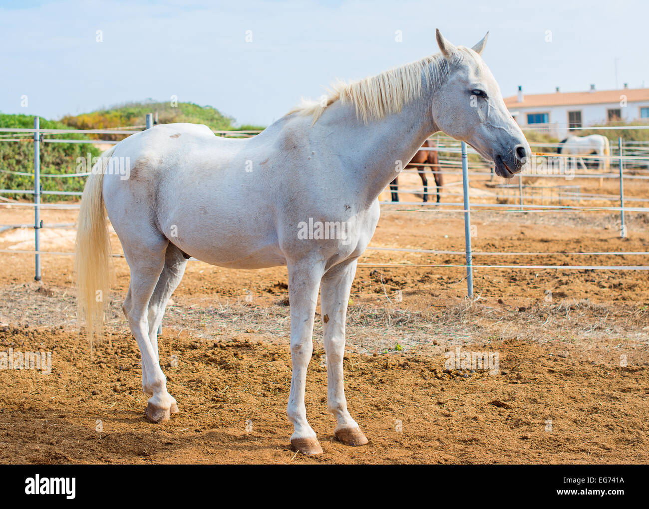 Portrait of horse in the paddock Stock Photo - Alamy